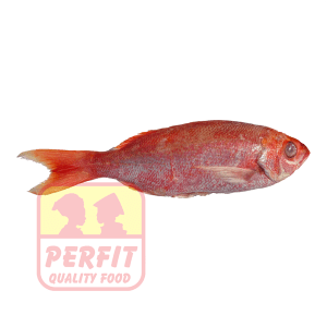 Red Snapper B-Liner - Ticasa - Perfit Quality Food